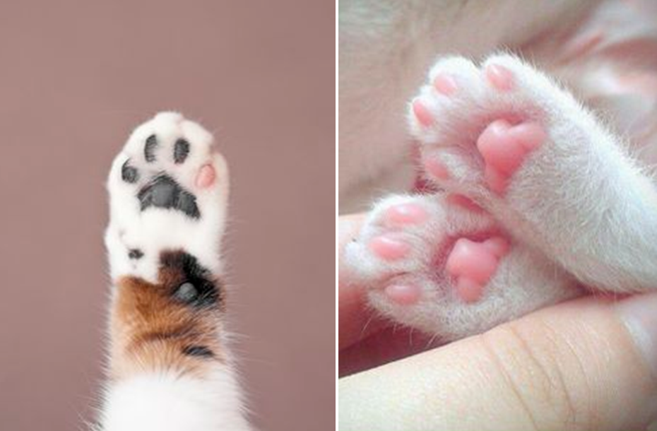 每月29號是專屬喵星人的「世界肉球日」！一起用超療癒的小肉球