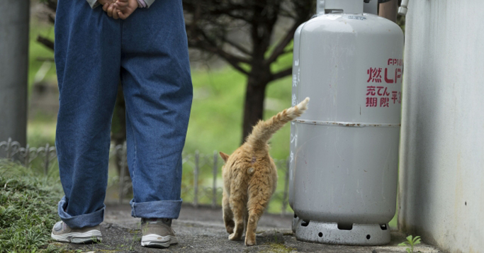 「謝謝你救了我一命。」男子前往機場途中不忍丟下流浪小貓，卻因