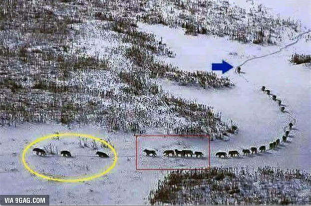 原來狼的移動陣型也是有學問的？看看狼是如何在冰天雪地之下有序